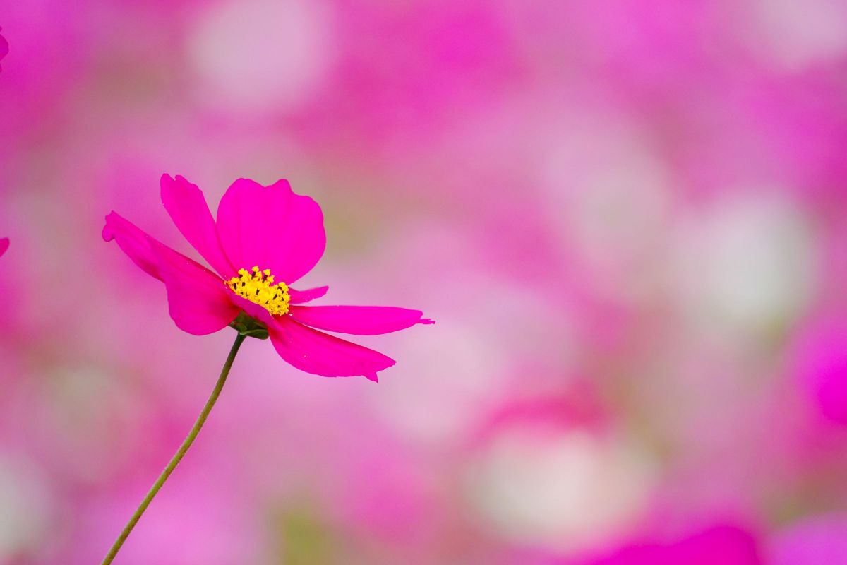 HD PENTAX-DA 55-300mmF4.5-6.3ED PLM WR RE | GANREF