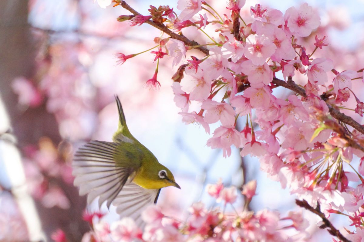 ヒヨドリから逃げろ | GANREF