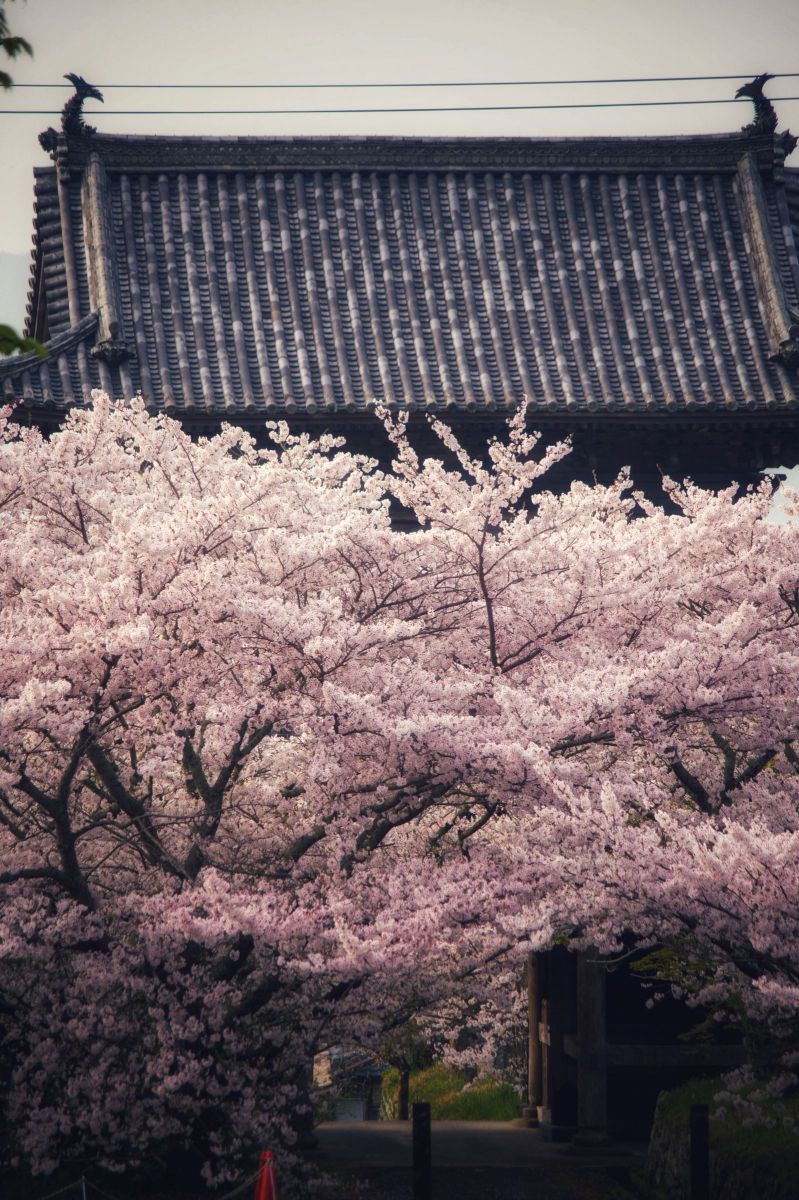 熊谷寺のもふもふ | GANREF