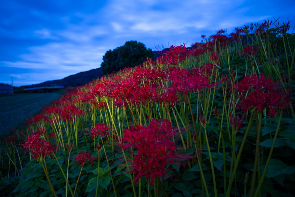星谷の彼岸花 | GANREF