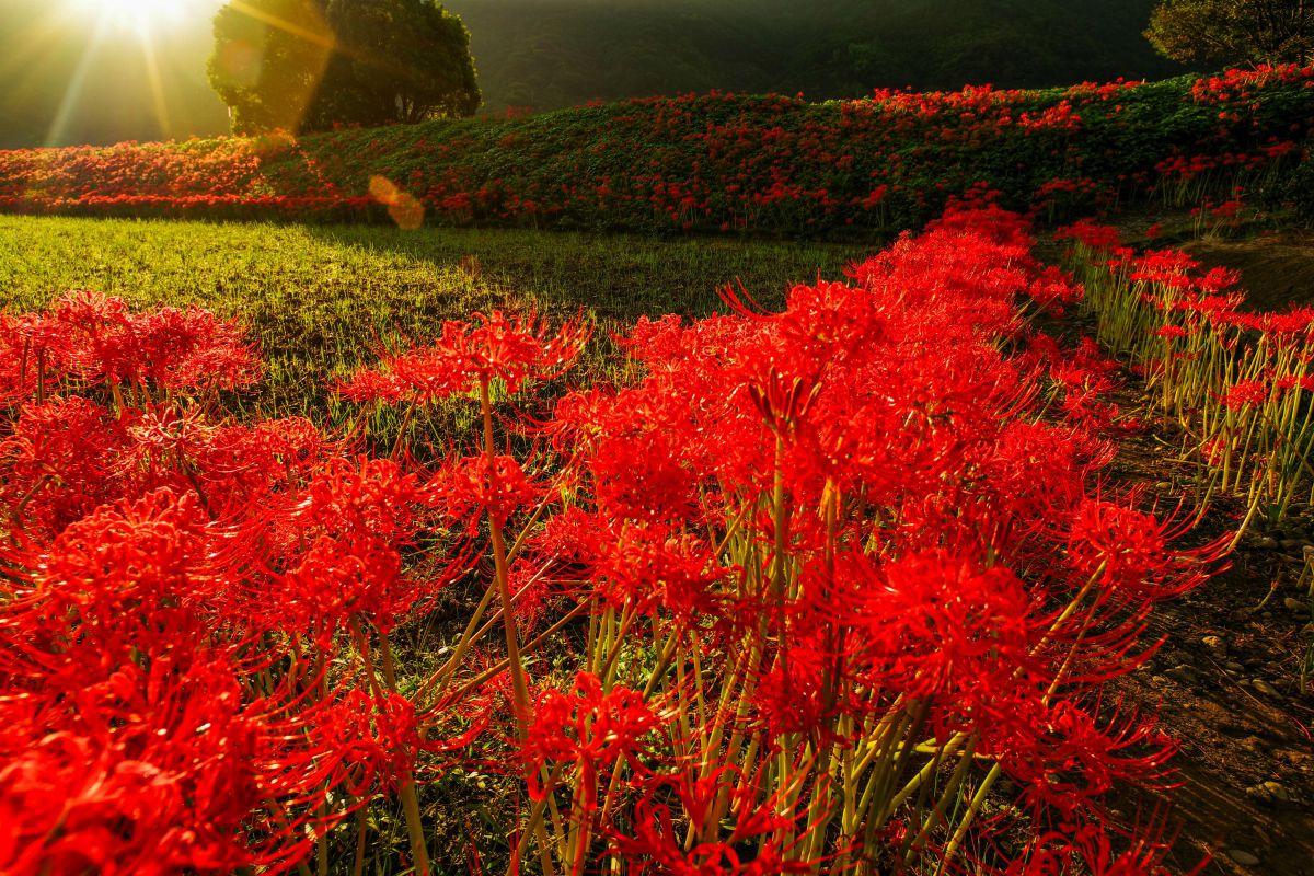 朝日に映える | GANREF