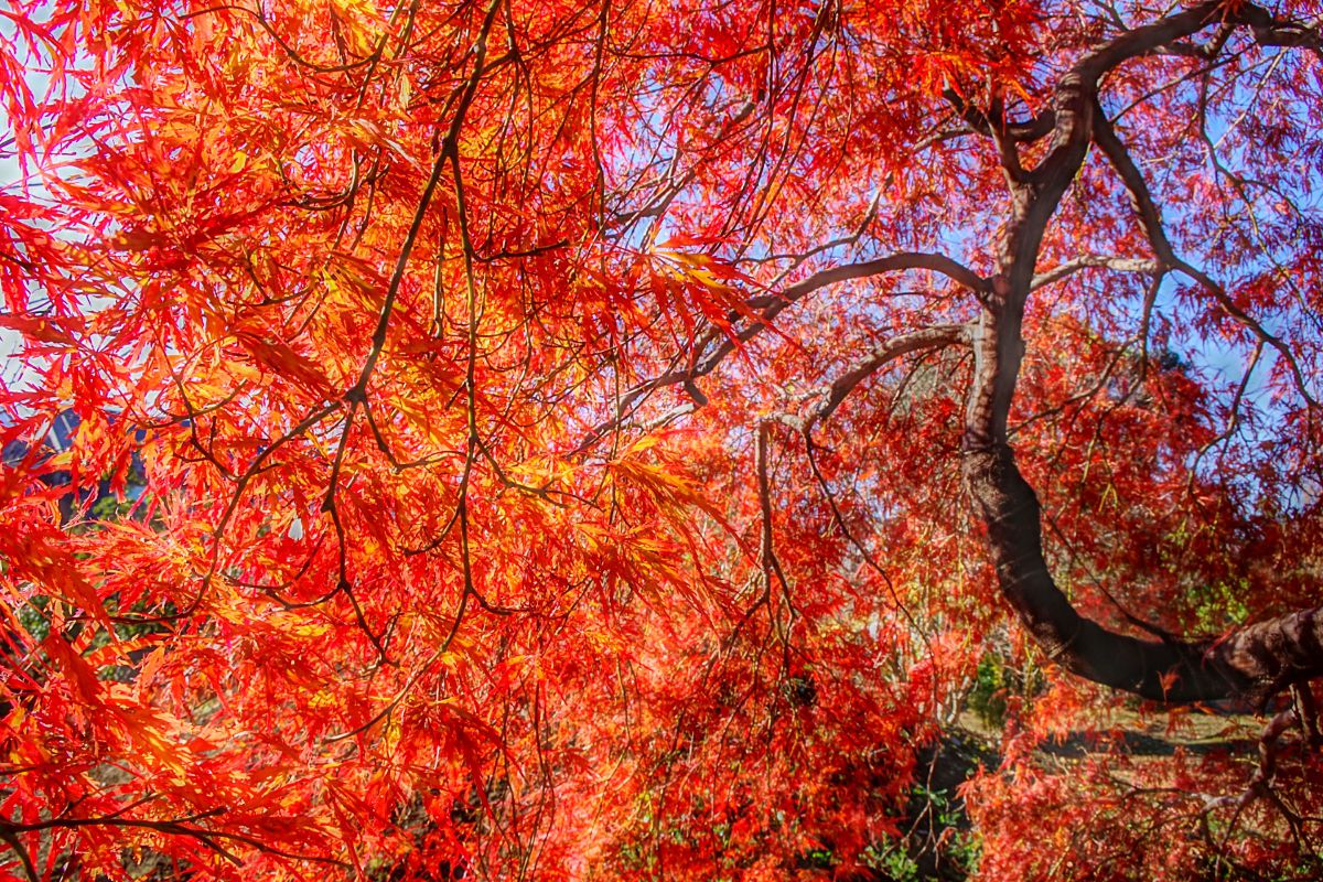 Autumn Dragon | GANREF