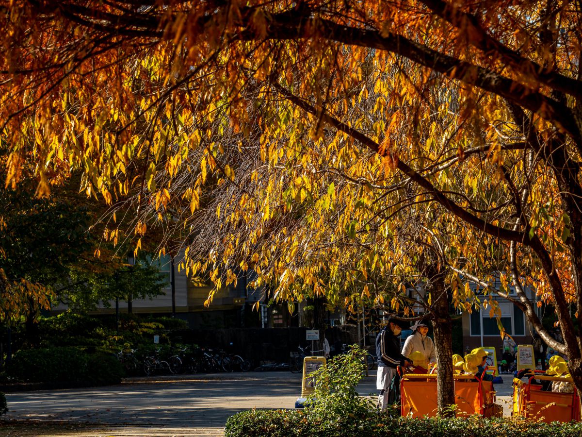 Where Autumn Holds Every Name | GANREF