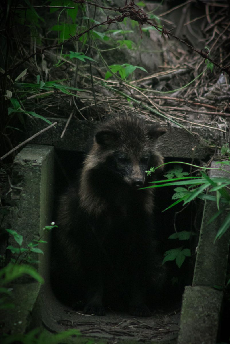 都会に揉まれ | GANREF