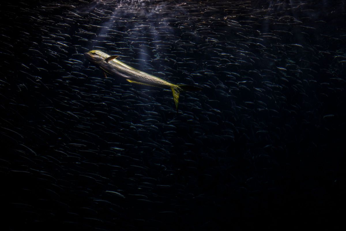 Deep Blue Sea | GANREF