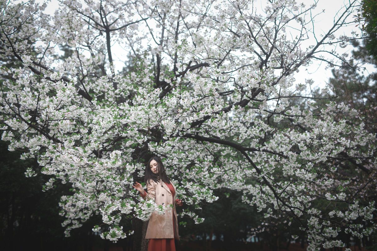 Sakura 2025 | GANREF