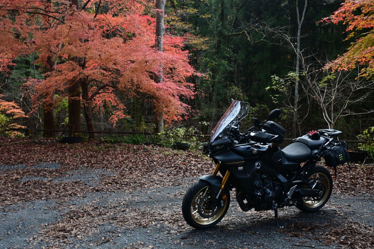 紅葉リベンジ_その2 | GANREF