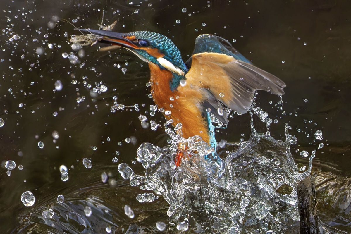 IMG_0043.jpeg | GANREF