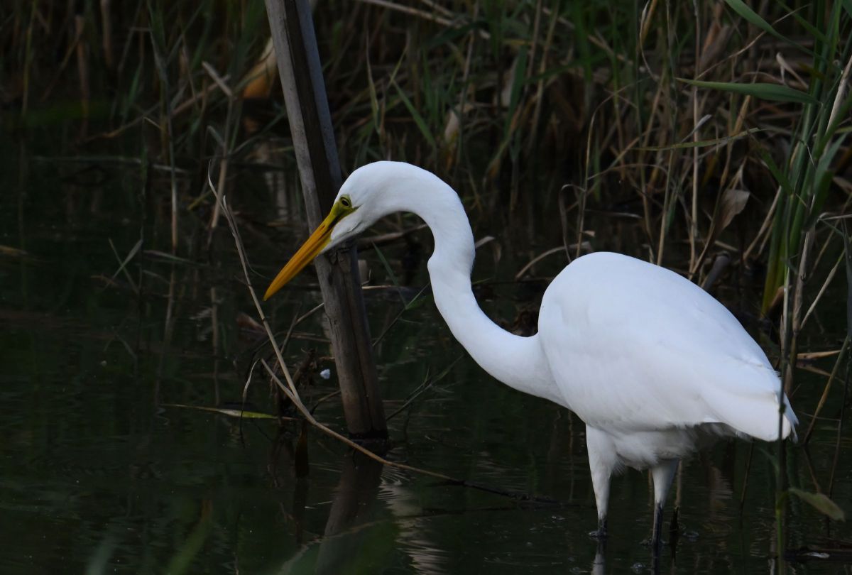 ダイサギ221011 | GANREF