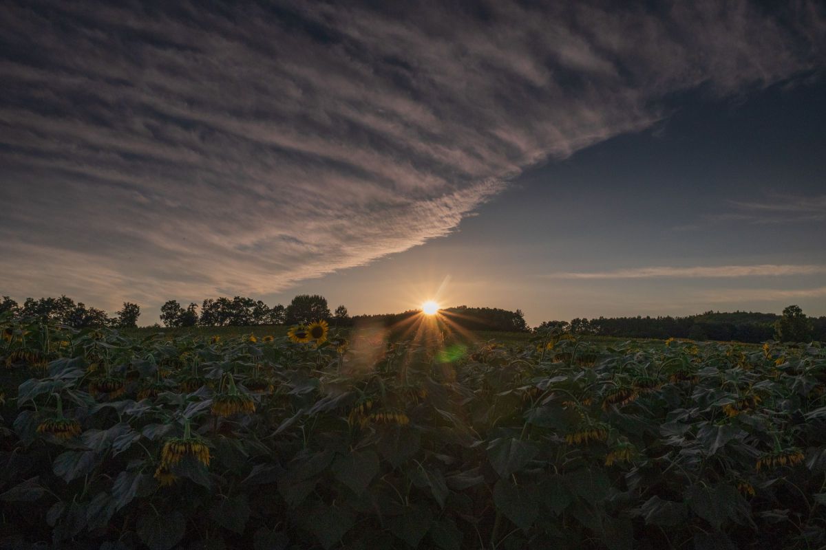 夏はひまわり | GANREF