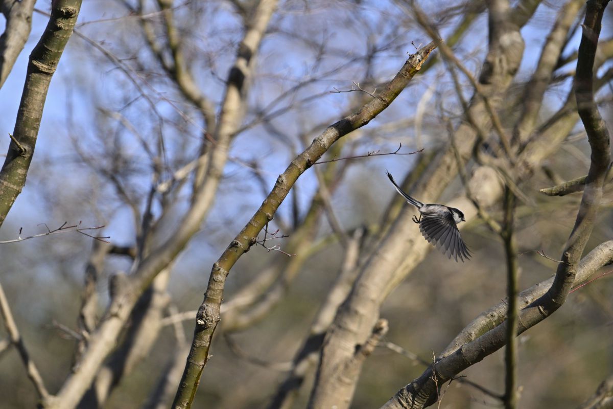 エナガ ーZ8ファームアップー | GANREF