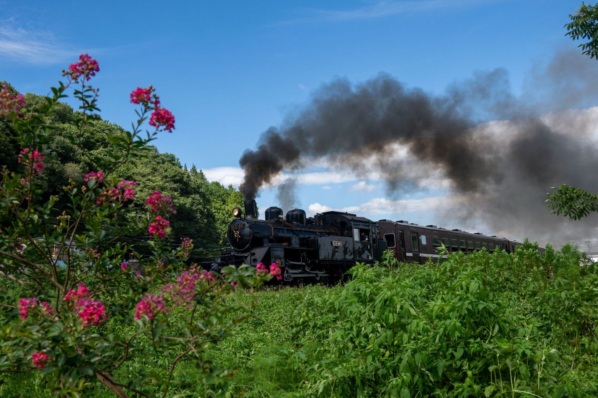 サルスベリとSL | GANREF