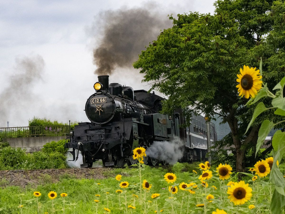 ヒマワリ畑とSL | GANREF