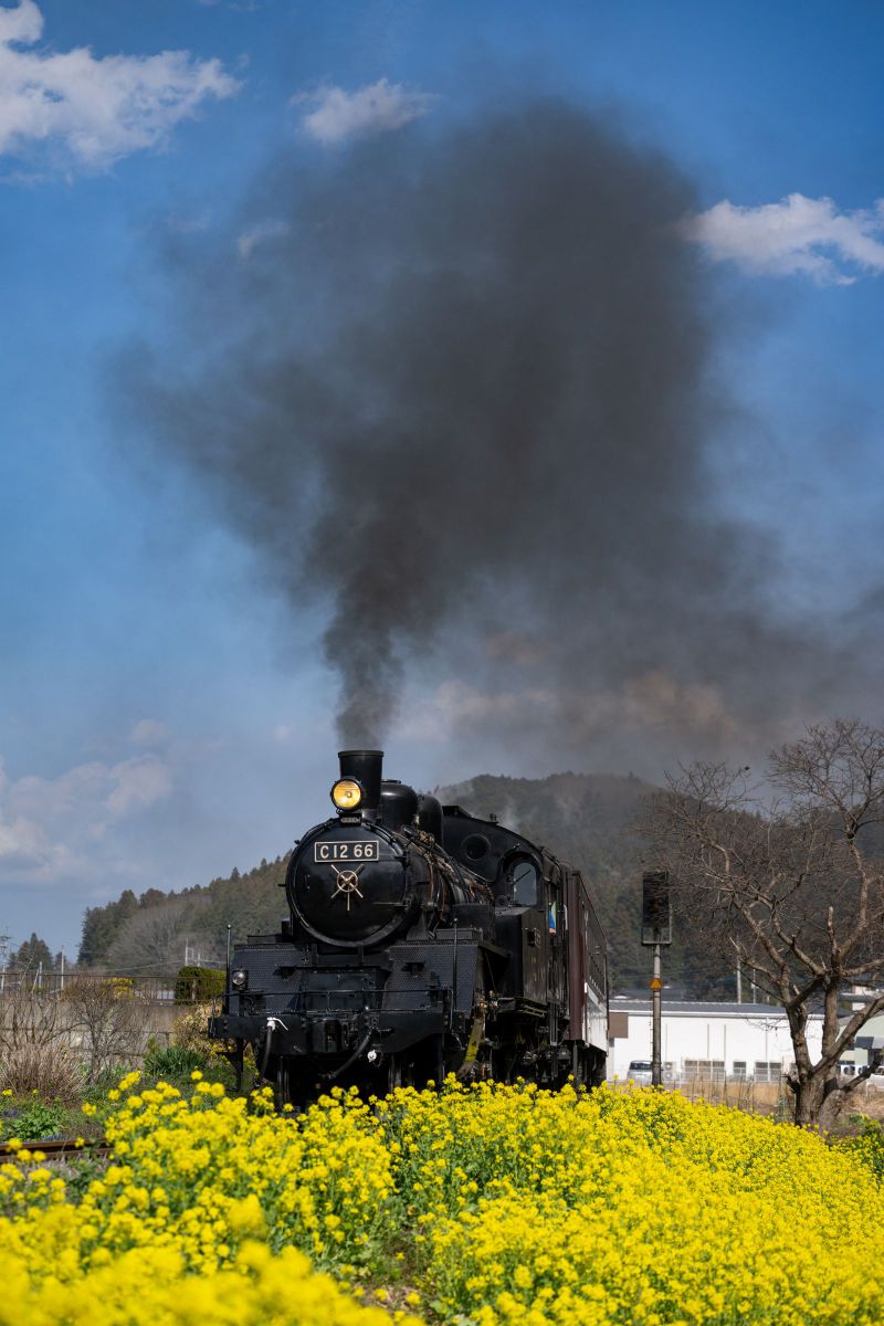 満開の菜の花 薄煙のSL | GANREF