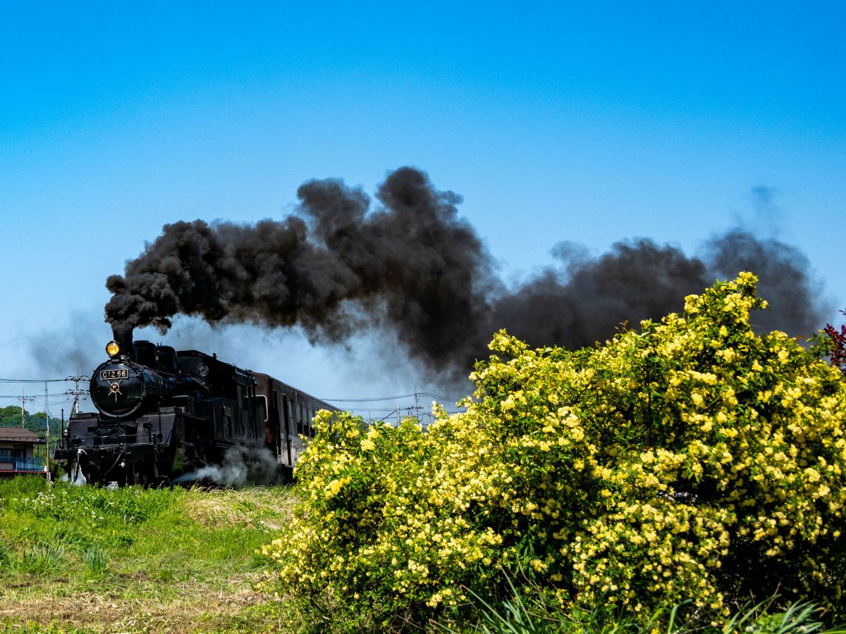 GW SLとモッコウバラ | GANREF