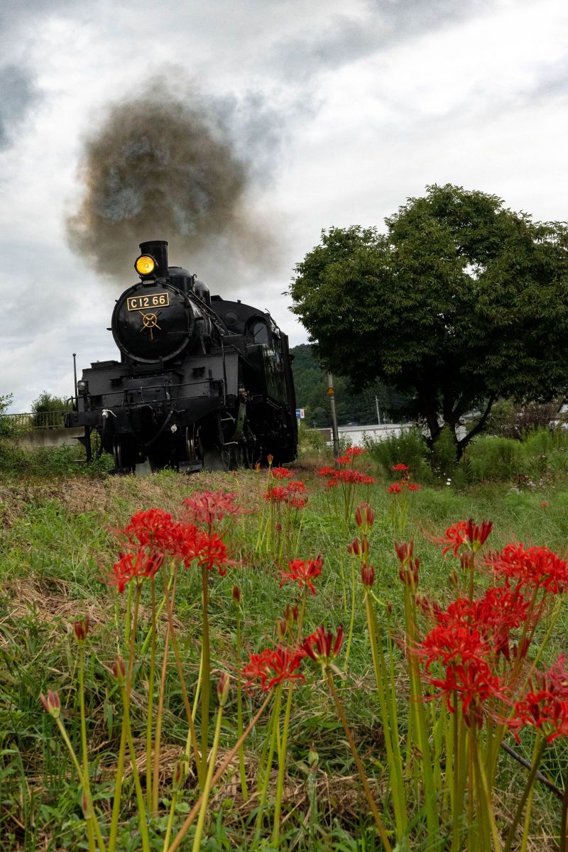 曼珠沙華とSL | GANREF