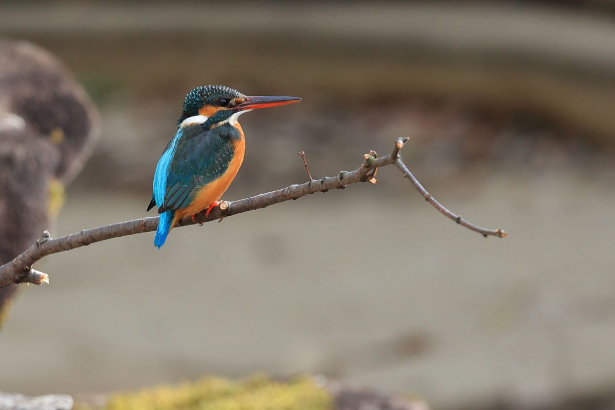 カワセミのお嬢さん | GANREF