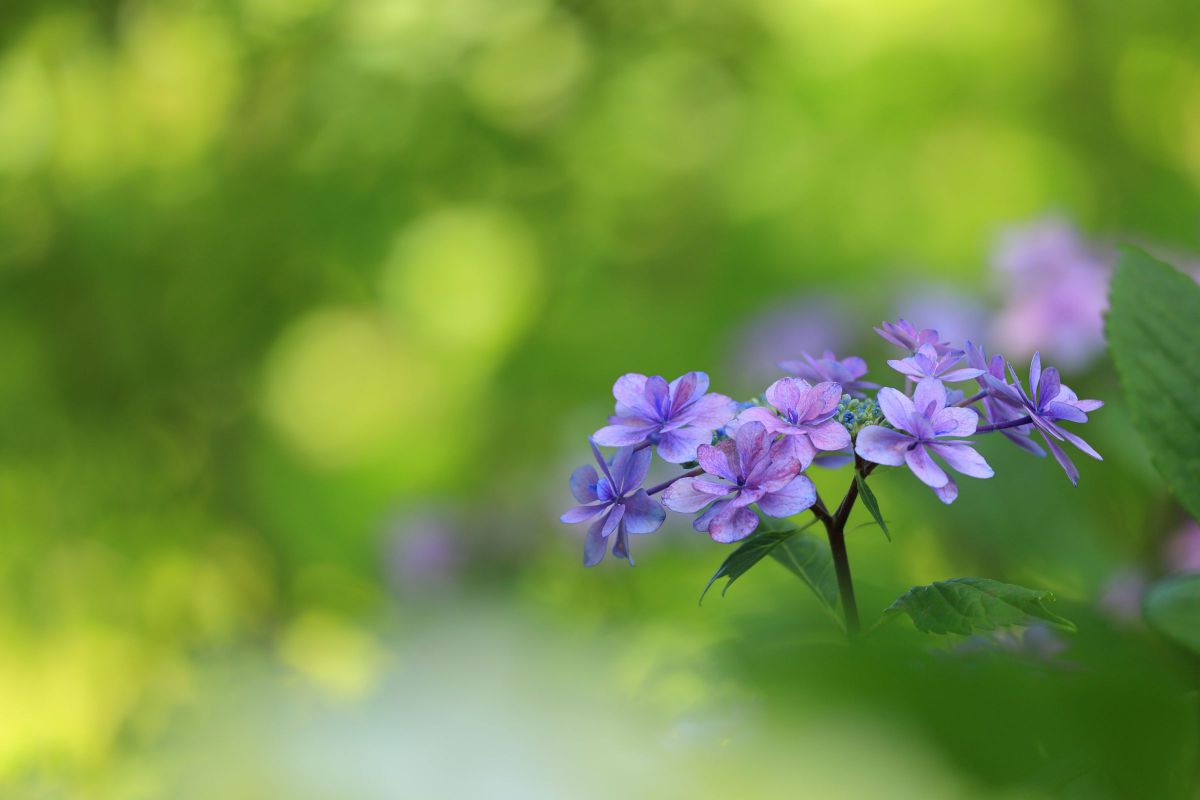 アジサイ咲く頃 | GANREF