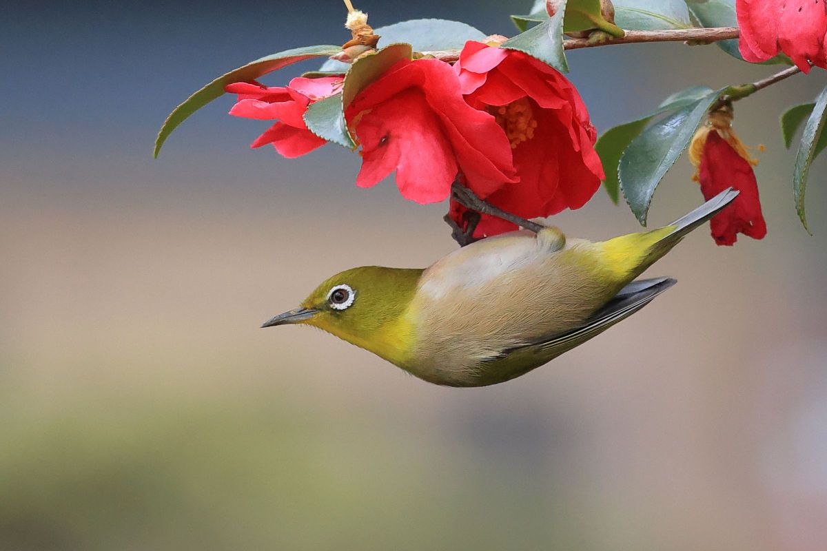 180度回る首 | GANREF