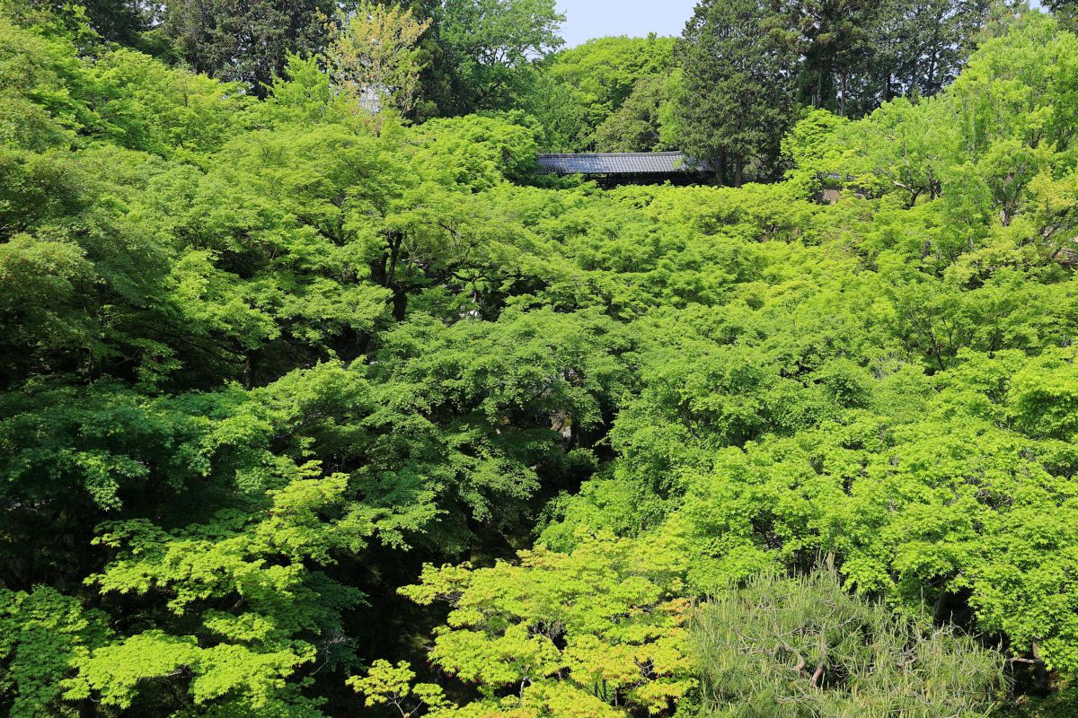 新緑の海 | GANREF