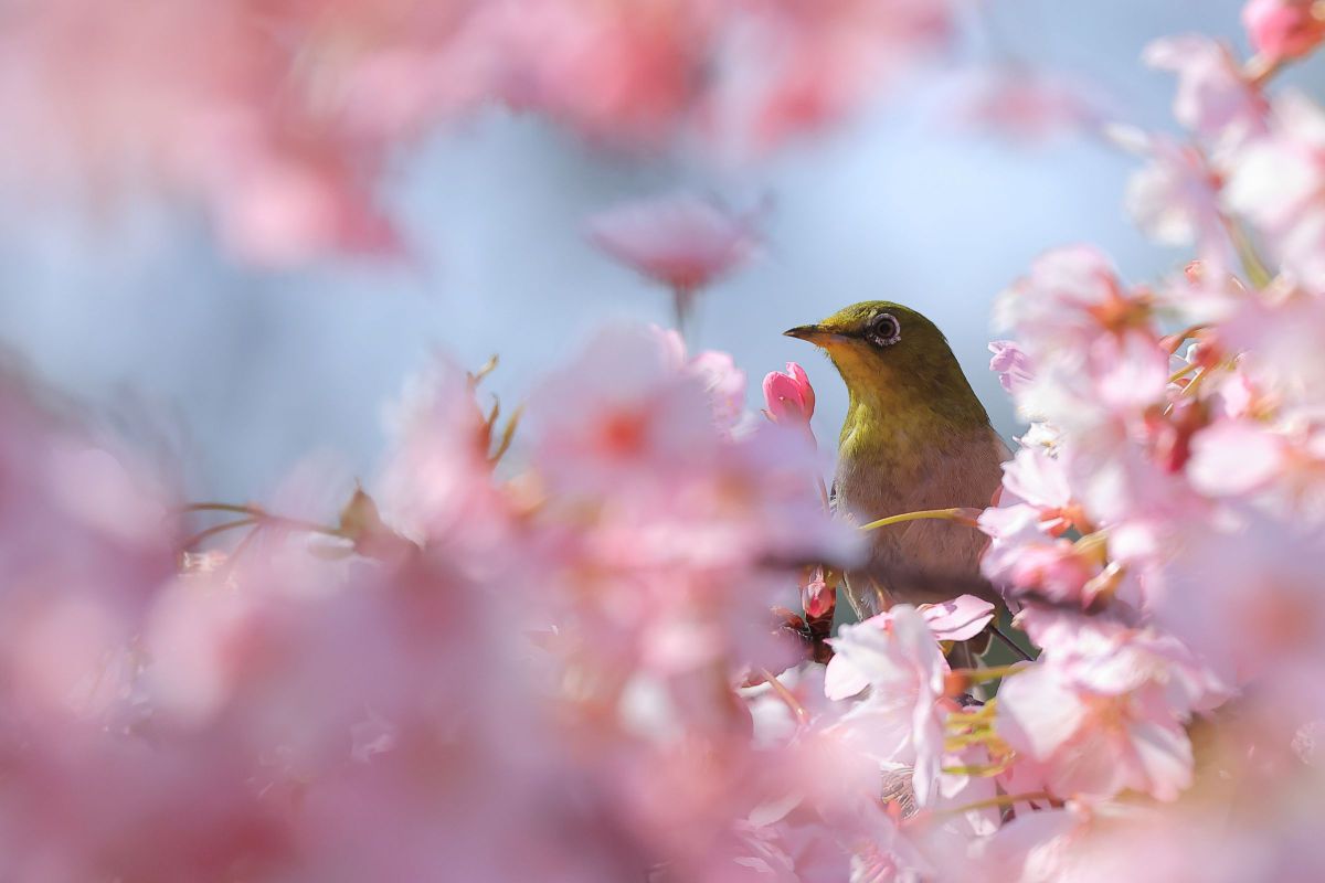 ひょっこりメジロ | GANREF