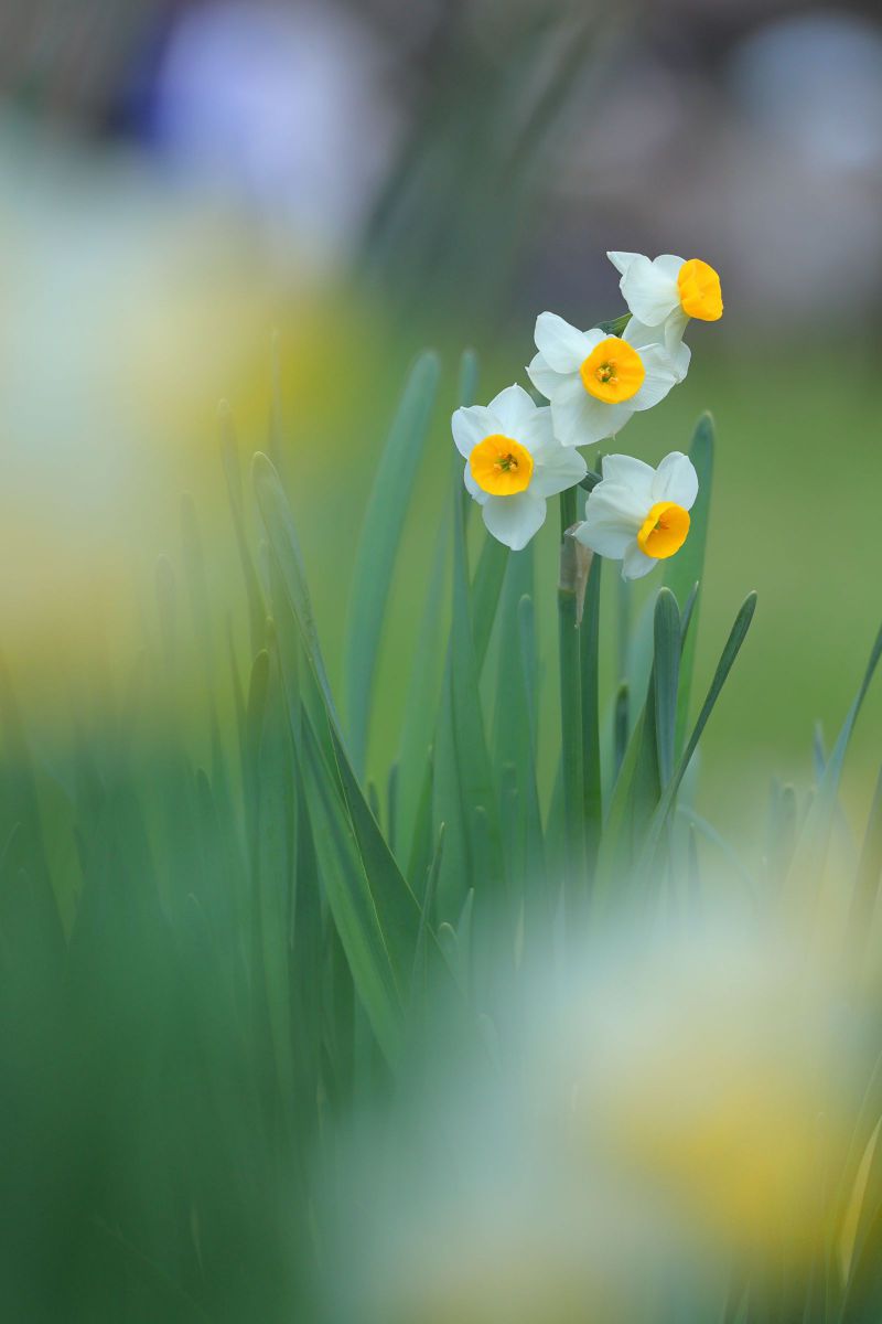 早春の候 | GANREF