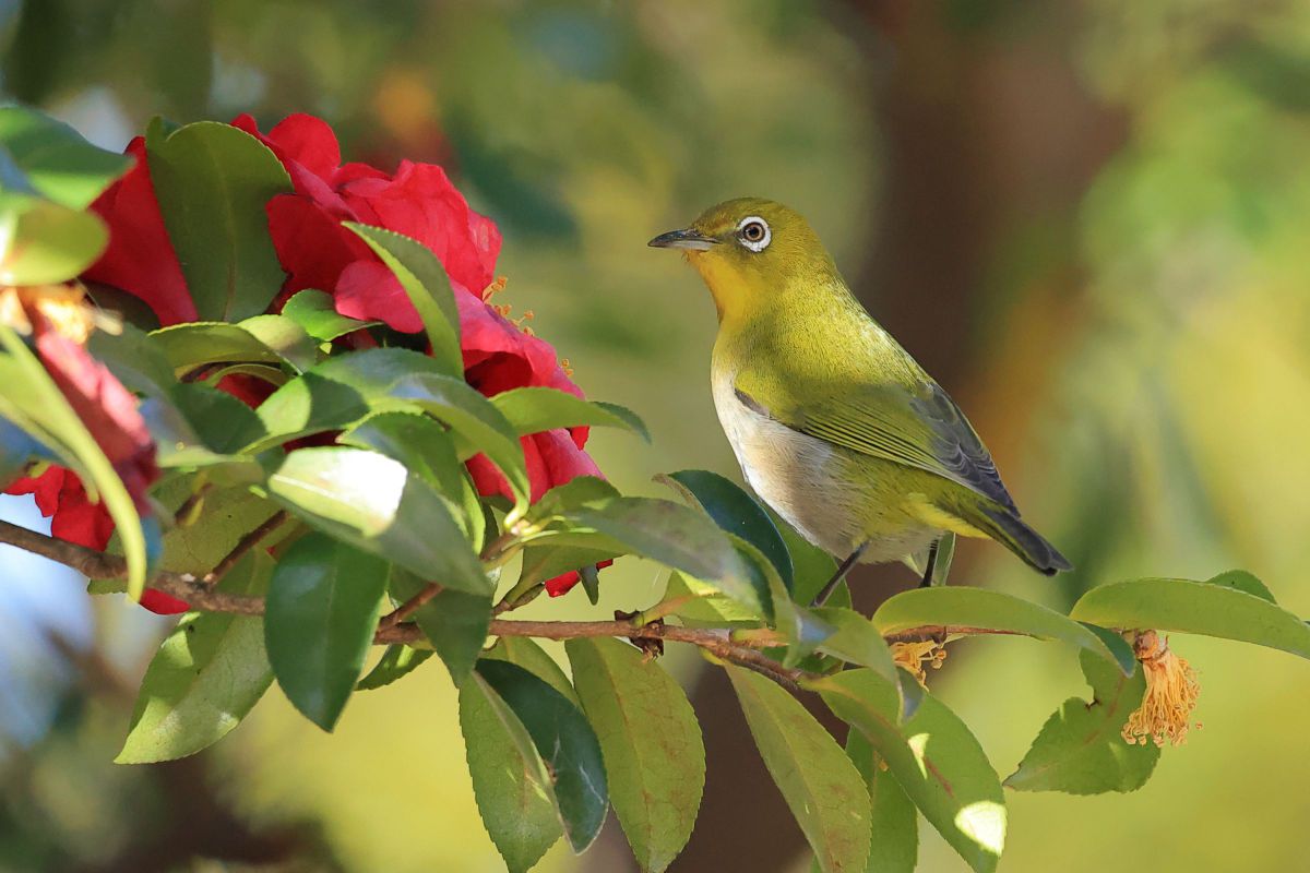 サザンカにメジロさん | GANREF