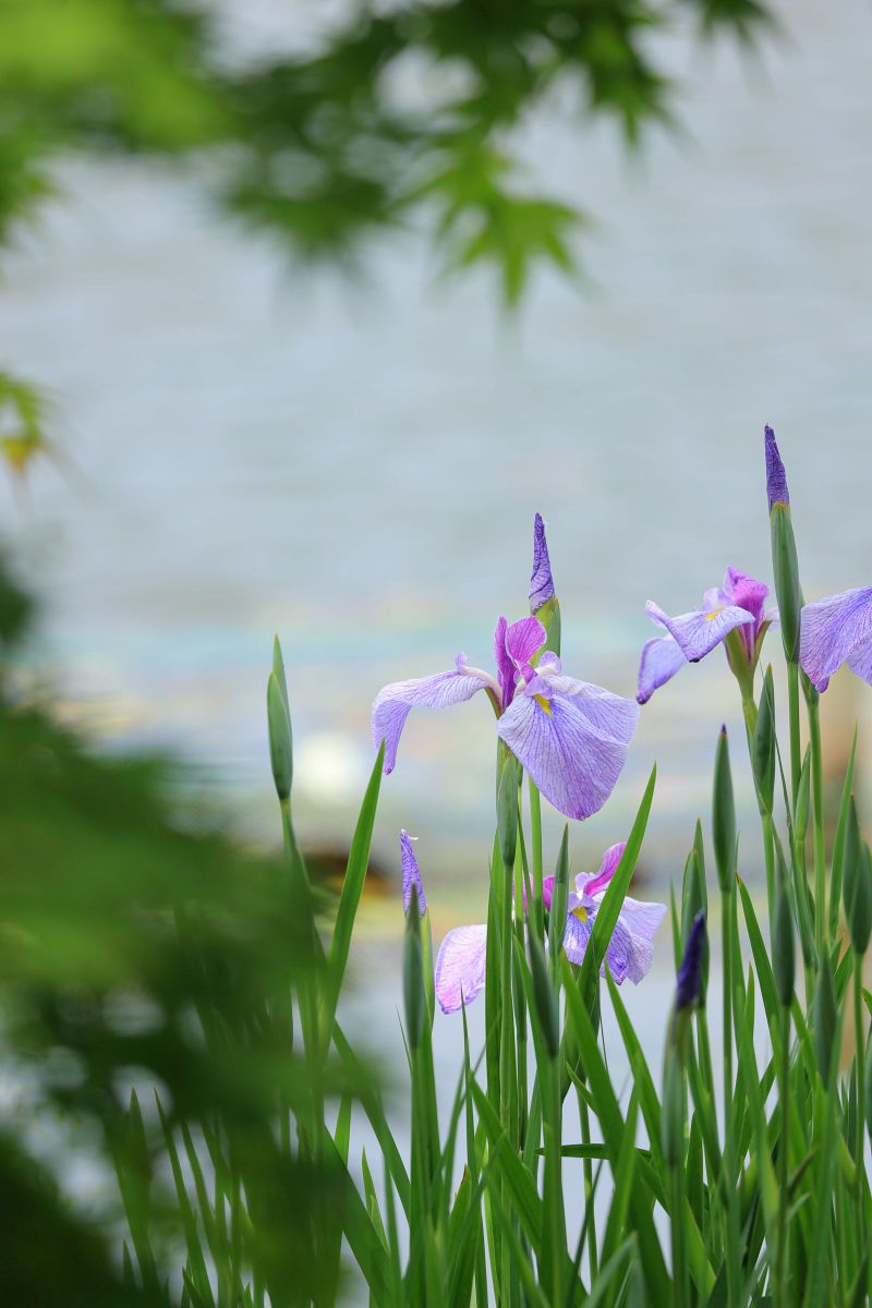 初夏の共演 | GANREF