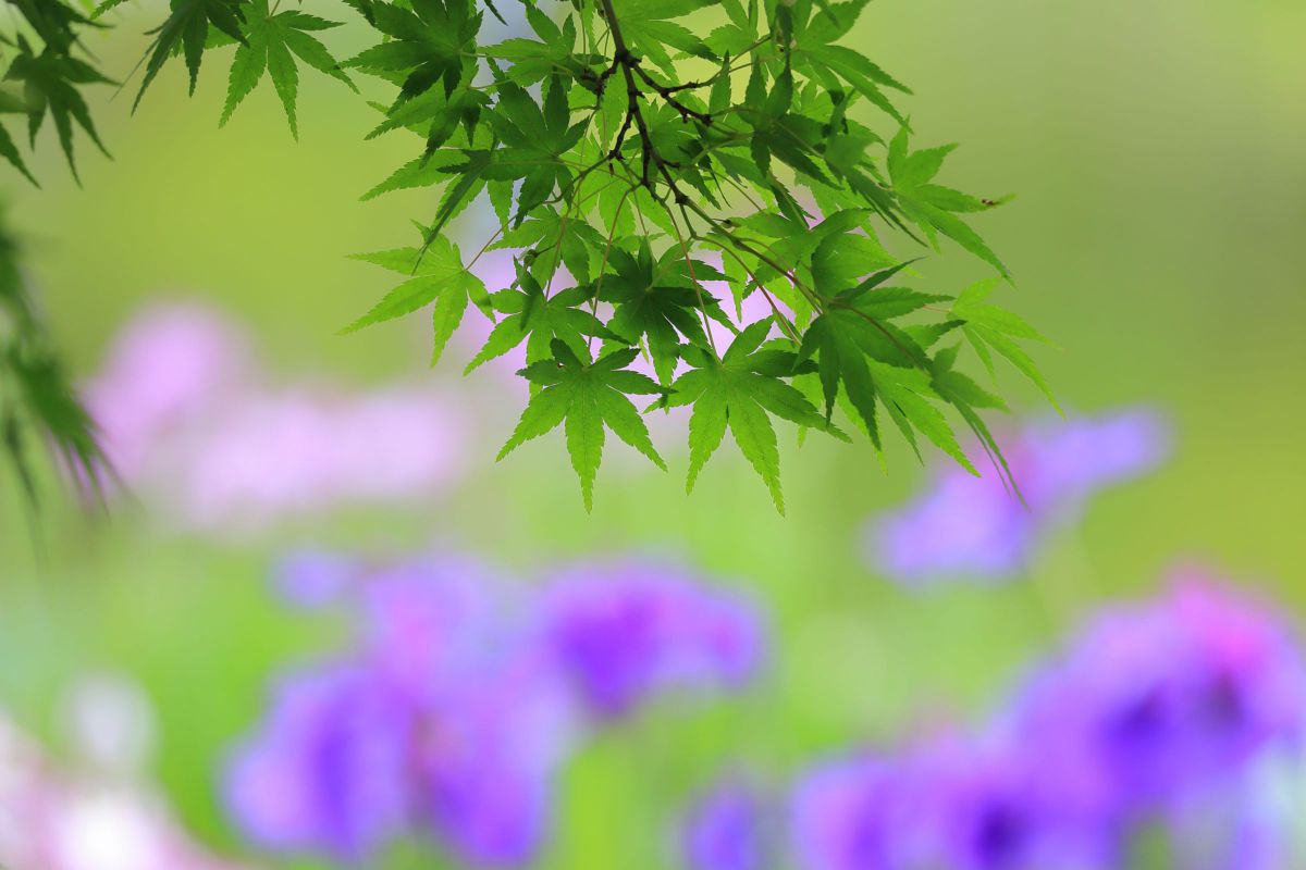 初夏の彩 | GANREF