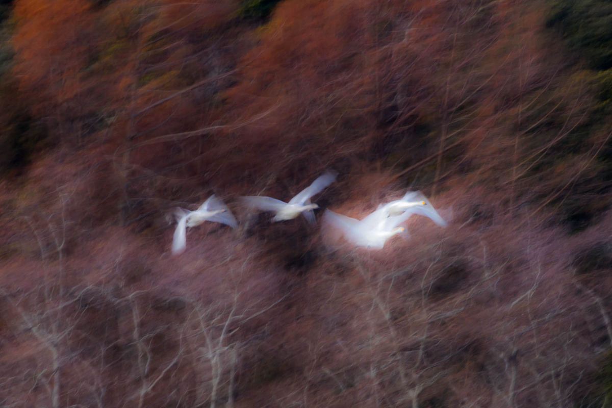 Soft breeze | GANREF