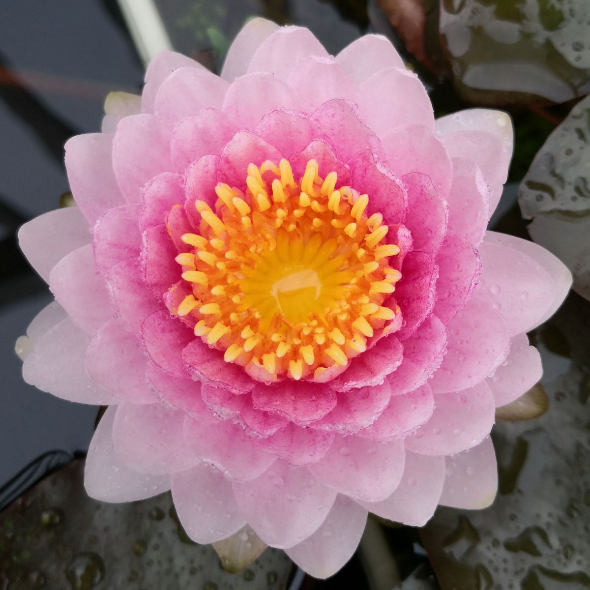 APS-C VS スマホ画質 | GANREF