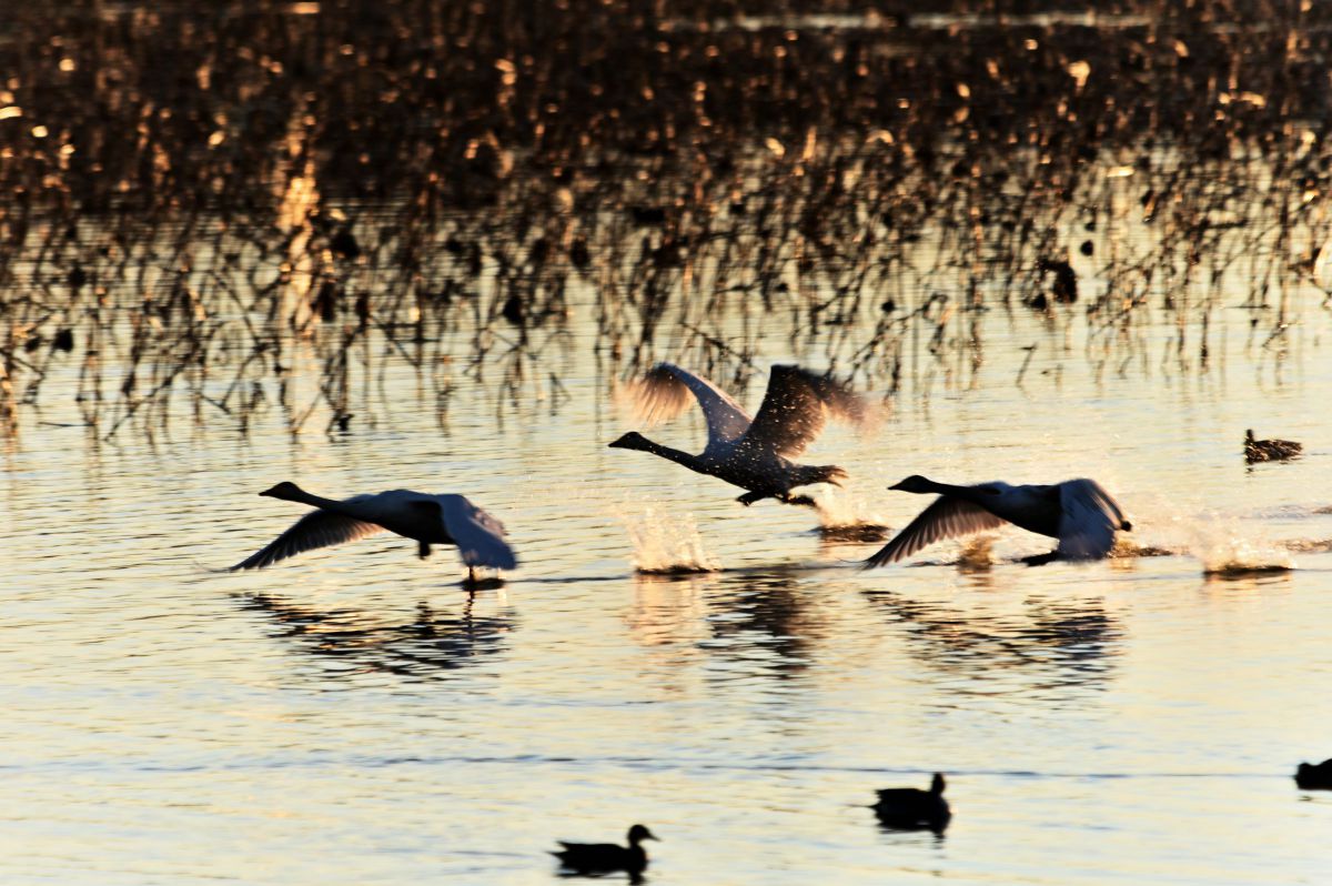 城沼の白鳥8 | GANREF