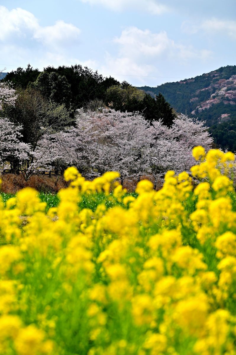 PINK / YELLOW | GANREF