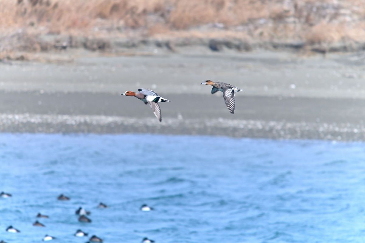 Mallard Formation | GANREF