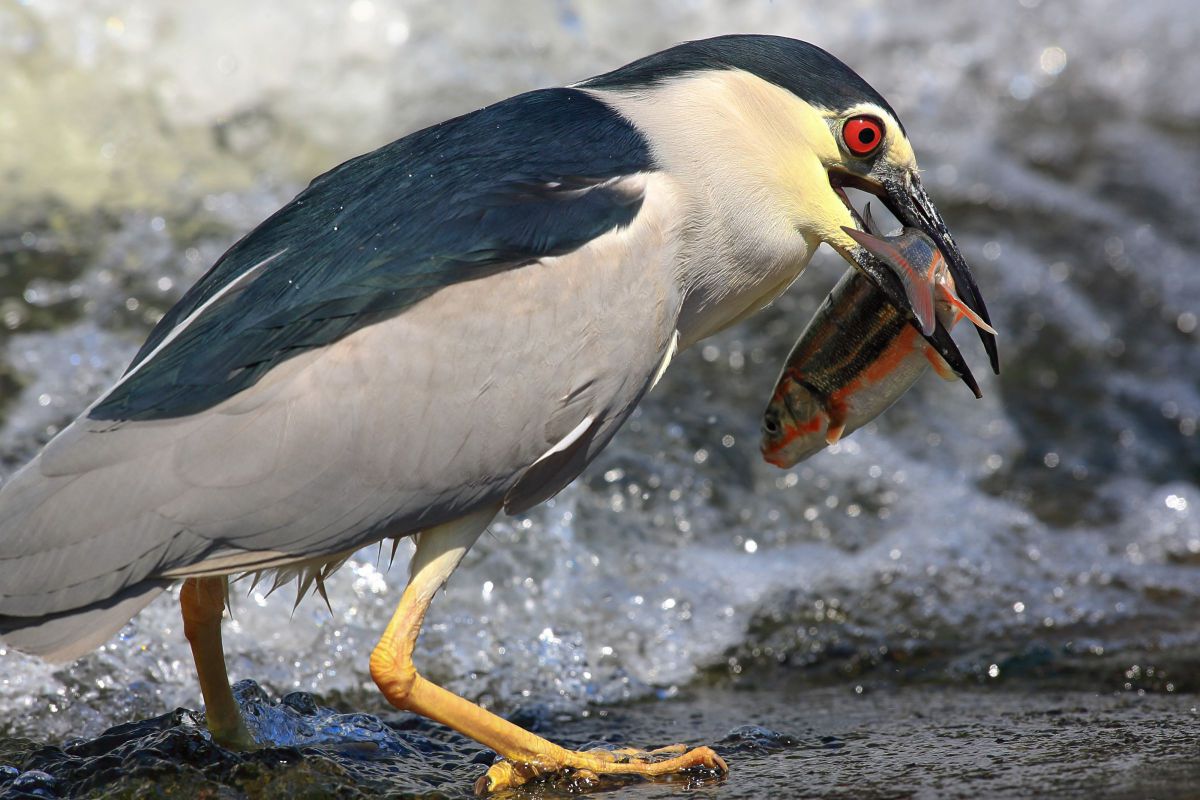 Full Screen | GANREF