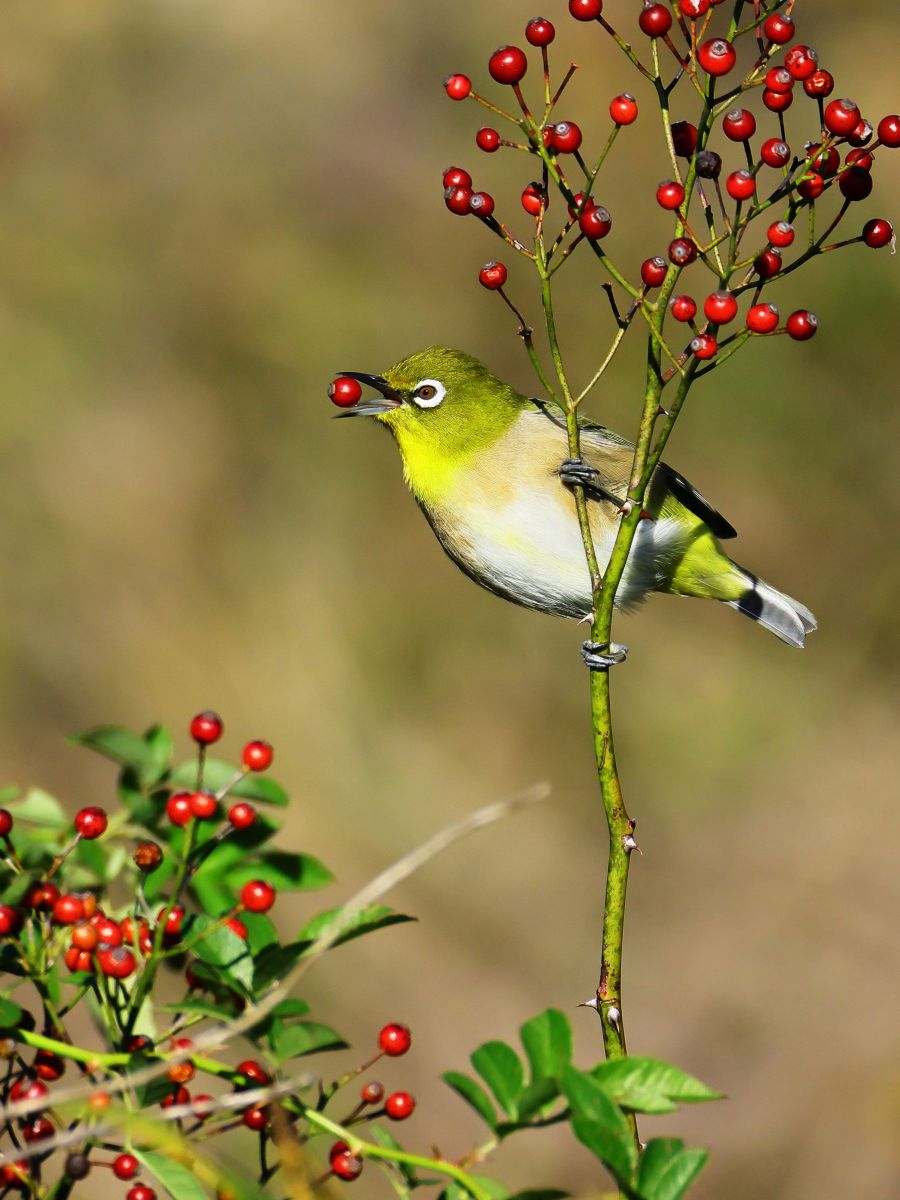 舌つづみ | GANREF