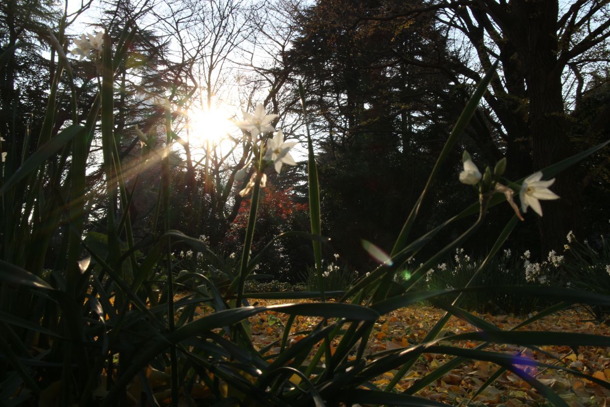 キヤノン EOS M2 レビュー （第24回：逆光耐性チェック M22mm単焦点編） | GANREF