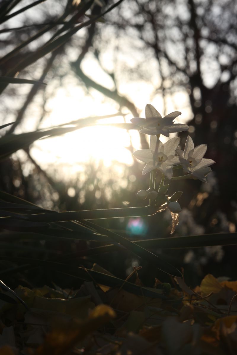 キヤノン EOS M2 レビュー （第25回：逆光耐性チェック M55-200mm編） | GANREF