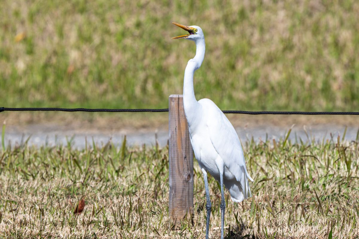 注目製品レビュー ～Z8＋超望遠レンズ【野鳥編】～ / 第6回：Z8ではじめての野鳥撮影 | GANREF