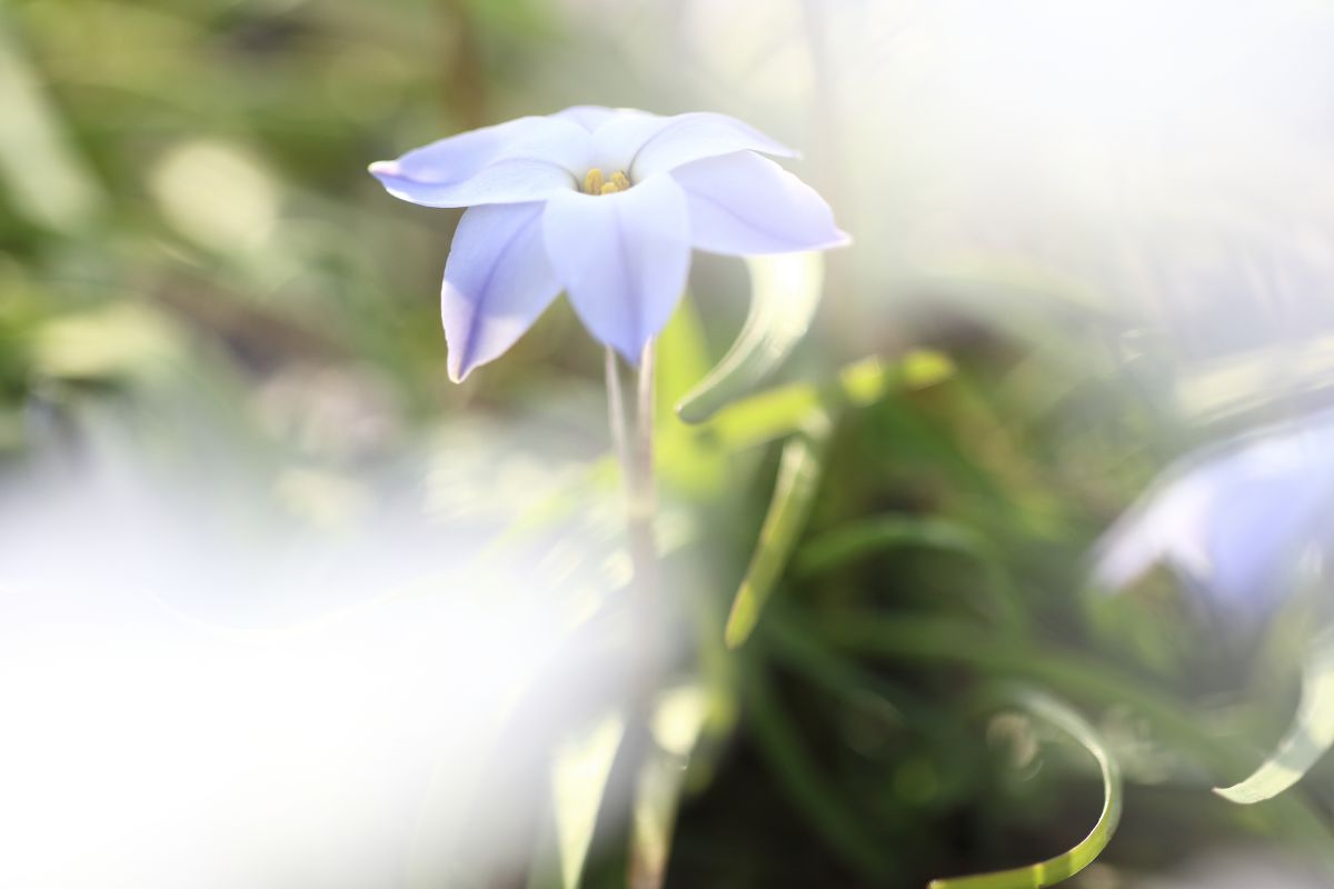 キヤノン EOS M3 レビュー （第8回：マクロ撮影実践編） | GANREF