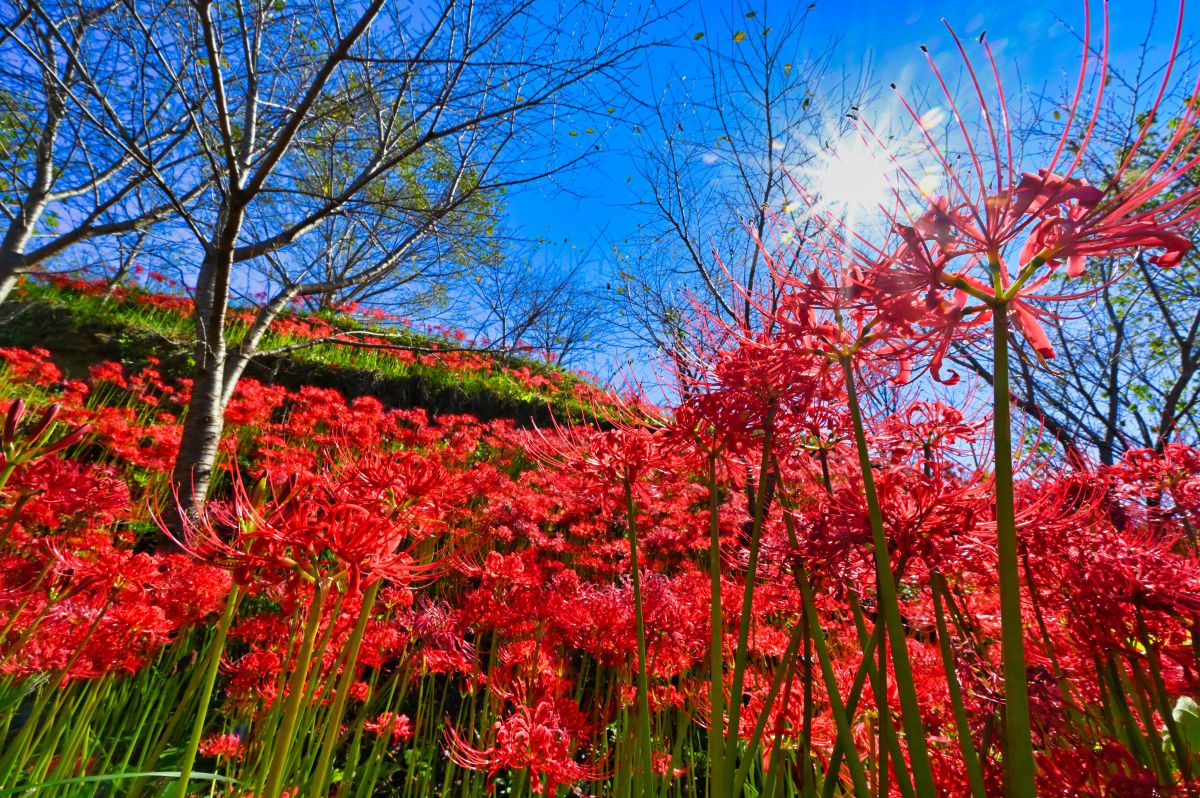 2023彼岸の入り | GANREF