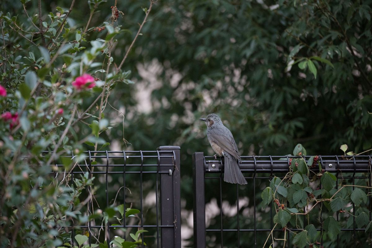 鳥モードで鳥を撮る 注目製品レビュー ニコン Z8＆超望遠レンズ【野鳥編】 | GANREF