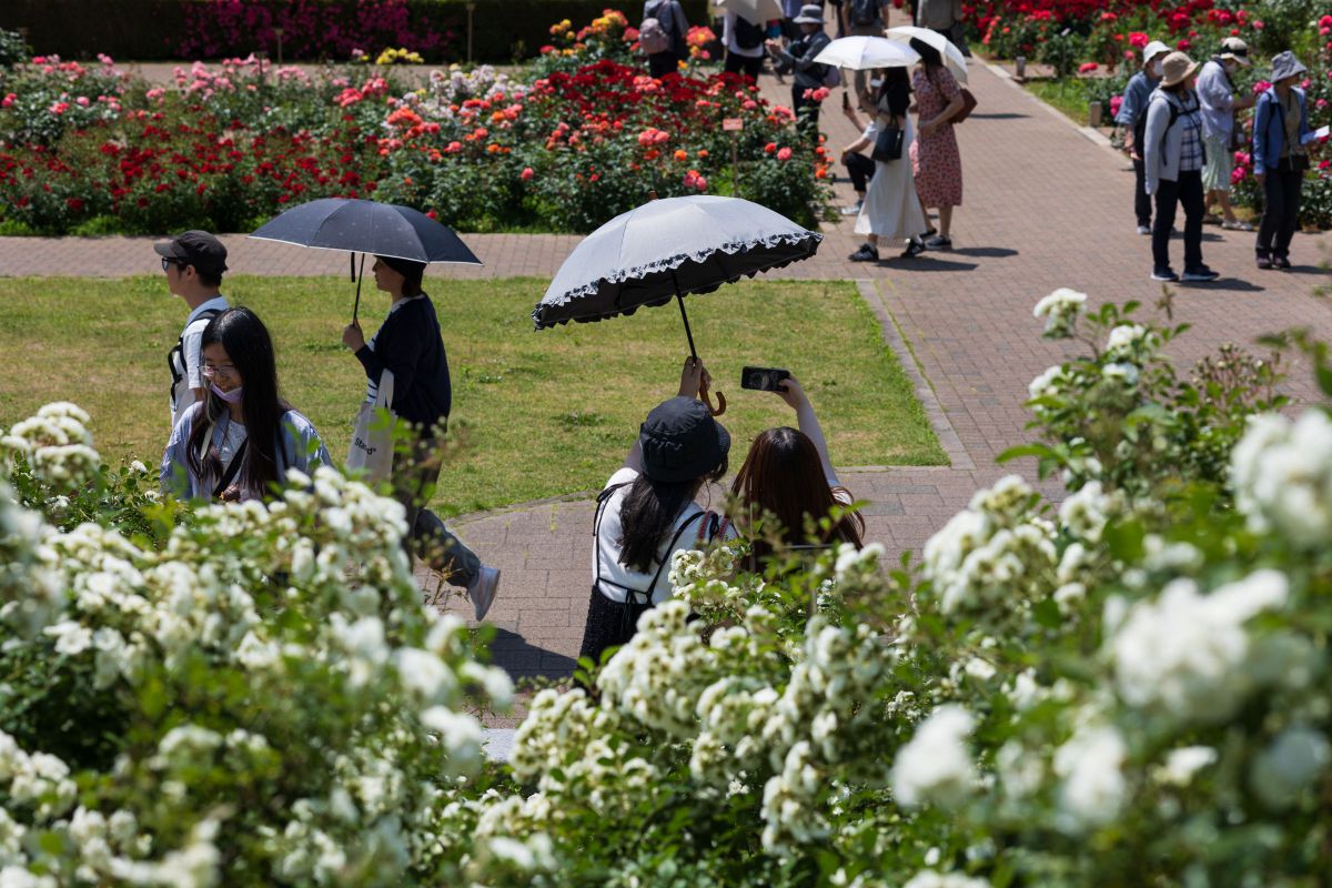 【52 Weeks Project】薔薇園にて 2/52 | GANREF