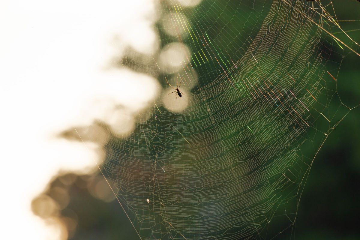 My Sweet Home | GANREF