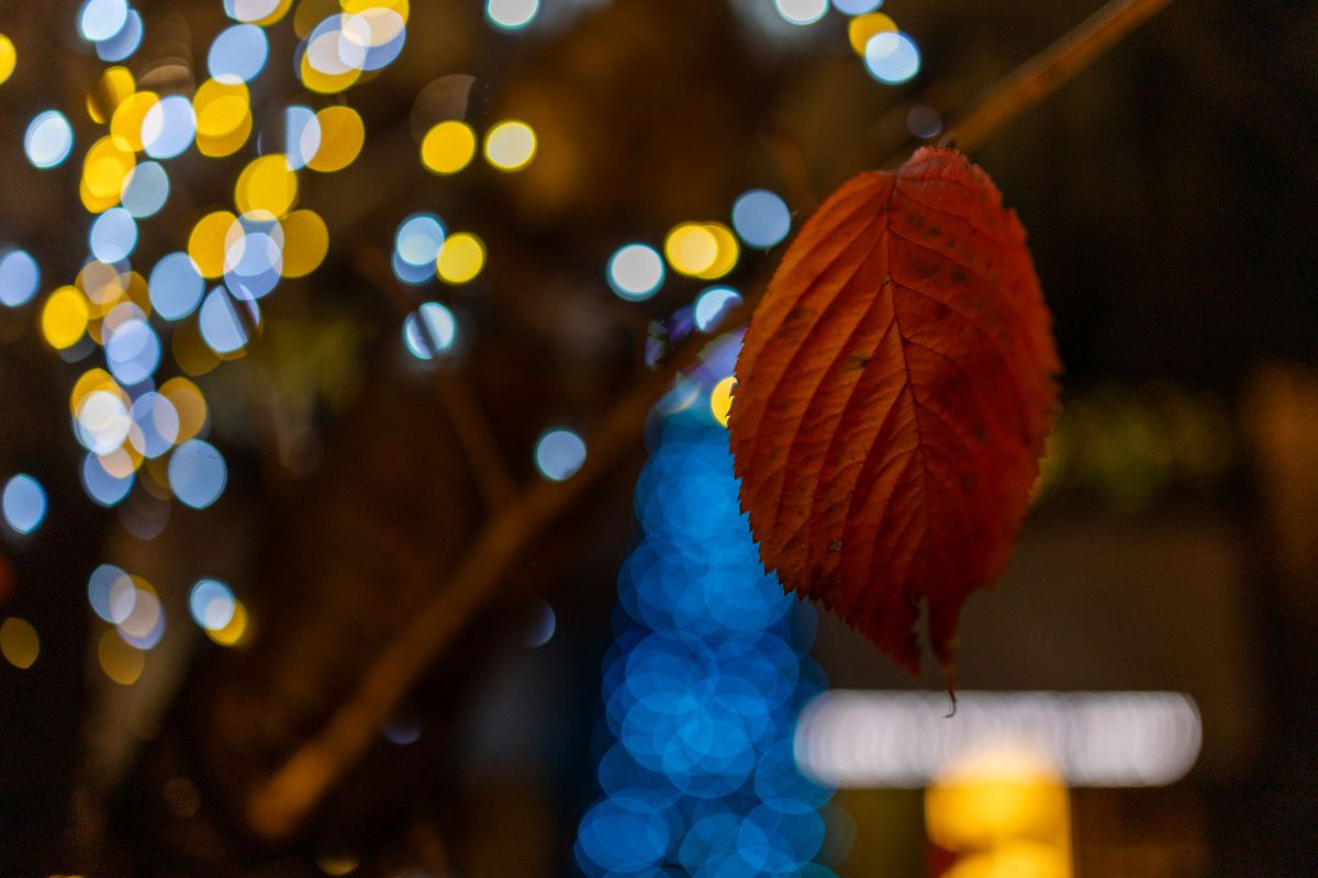 The holiday season has begun! | GANREF