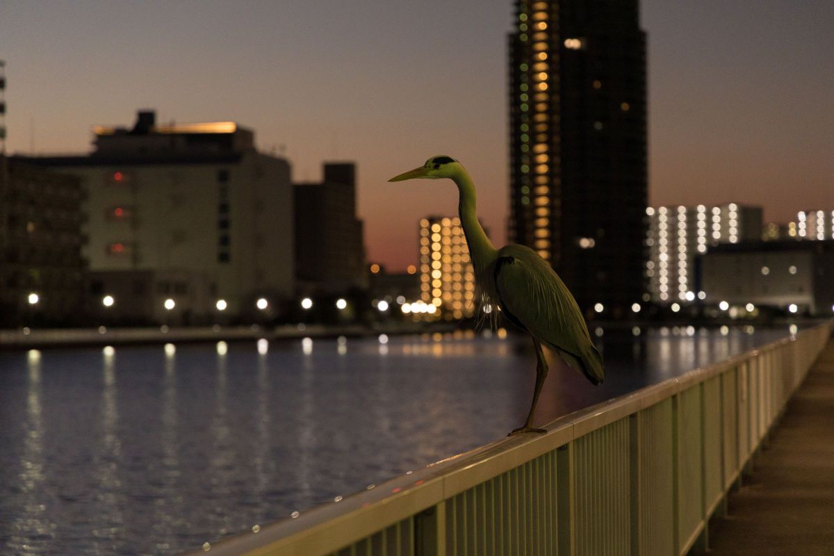 I am a champion! | GANREF