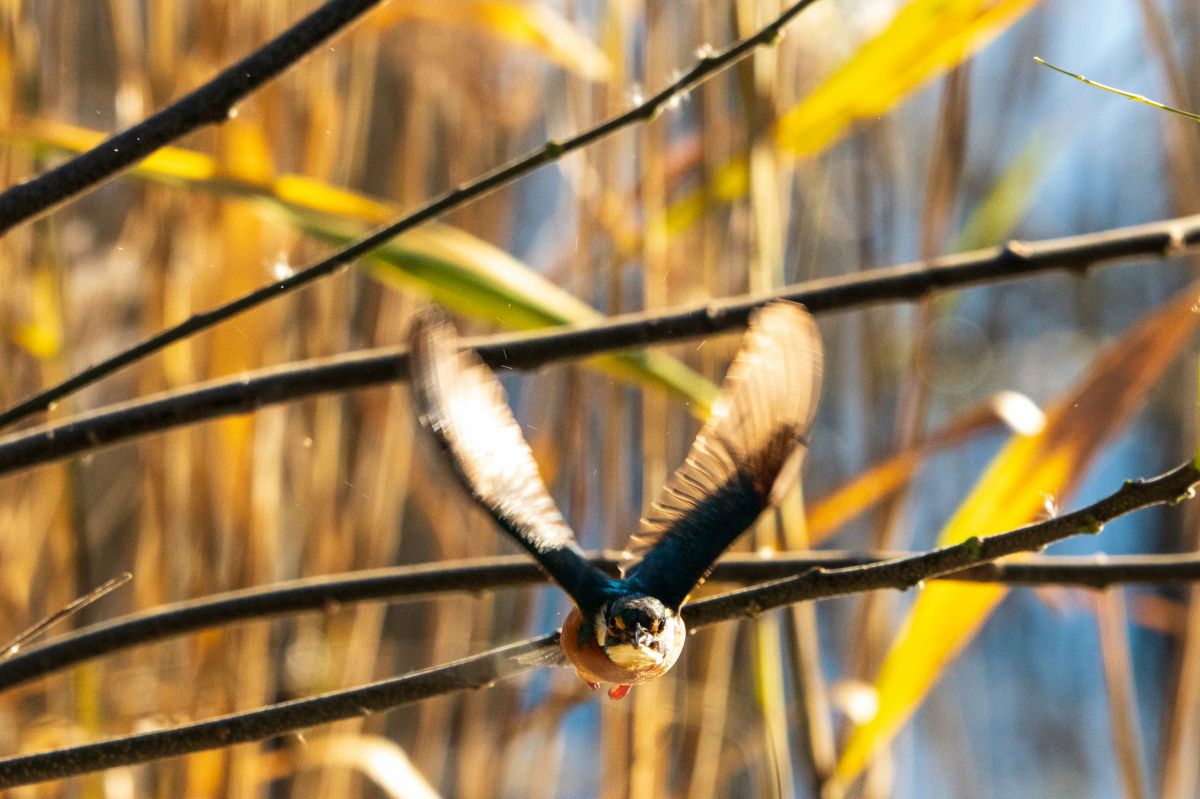 やっぱりテレコンが邪魔をする？ 注目製品レビュー ニコン Z8＆超望遠レンズ【野鳥編】 | GANREF