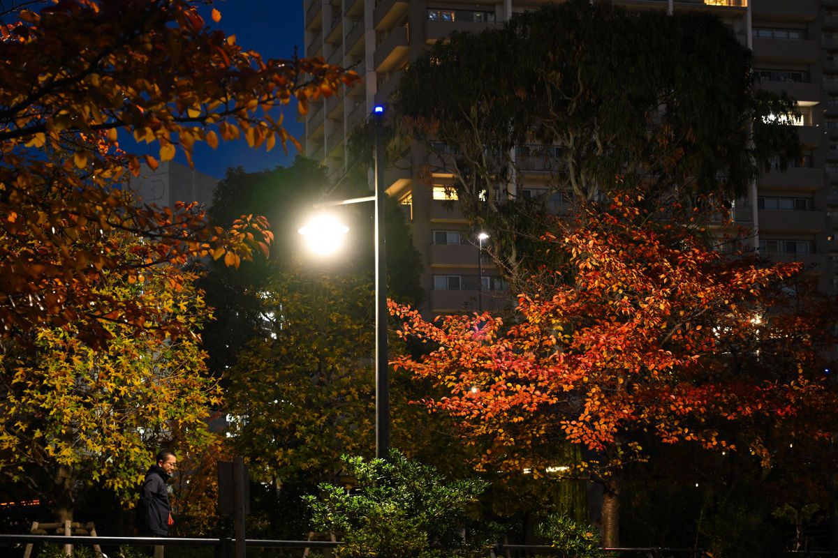 初のニコン。Z 8が届いた！注目製品レビュー ニコン Z8＆超望遠レンズ【野鳥編】 | GANREF