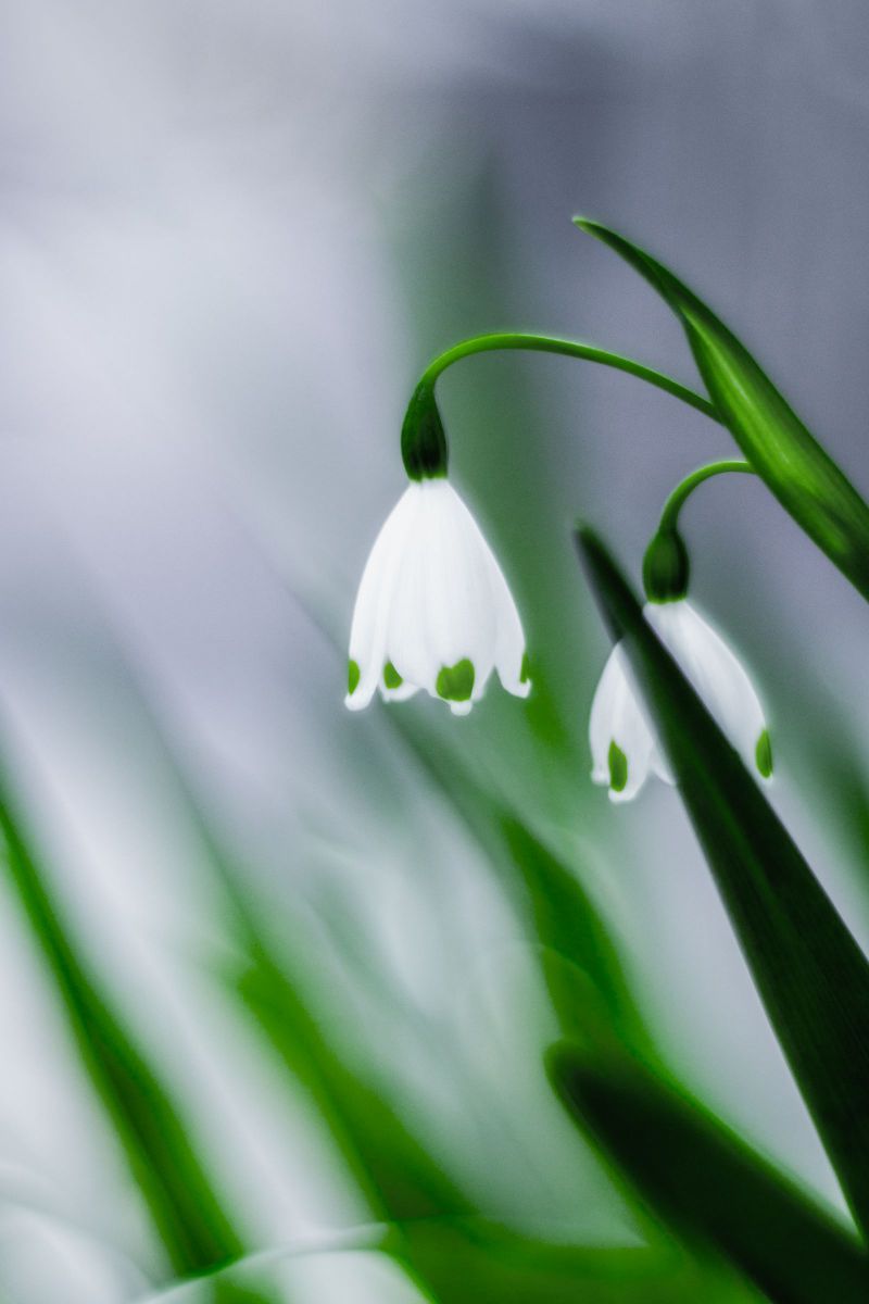 Silent Spring | GANREF