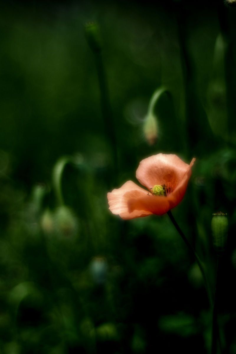 A dark spring night | GANREF